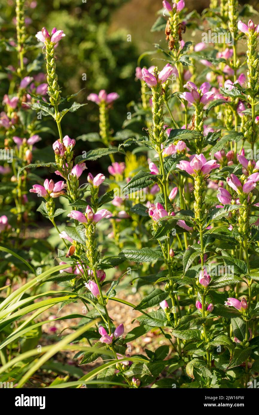 Chelone obliqua, pink turtlehead, red turtlehead, rose turtlehead ...