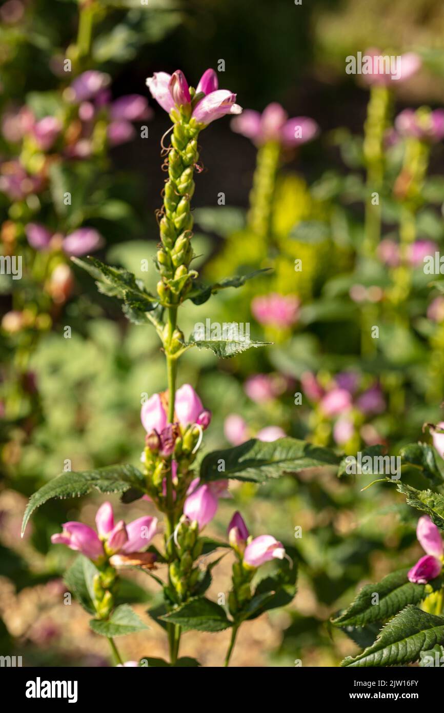 Chelone obliqua, pink turtlehead, red turtlehead, rose turtlehead ...