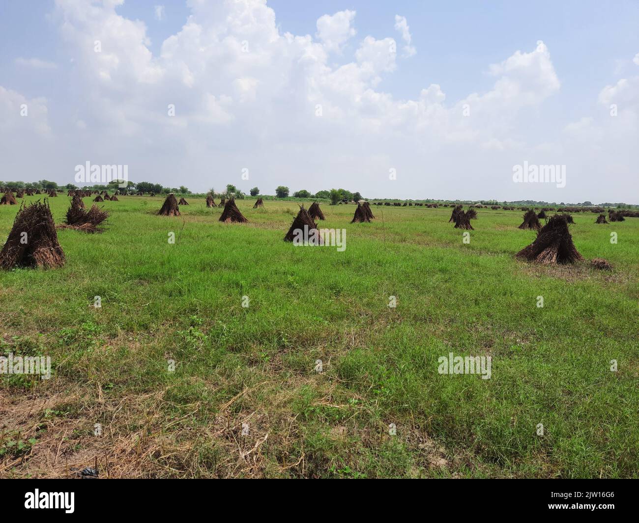 Park and outdoor natural background Stock Photo - Alamy