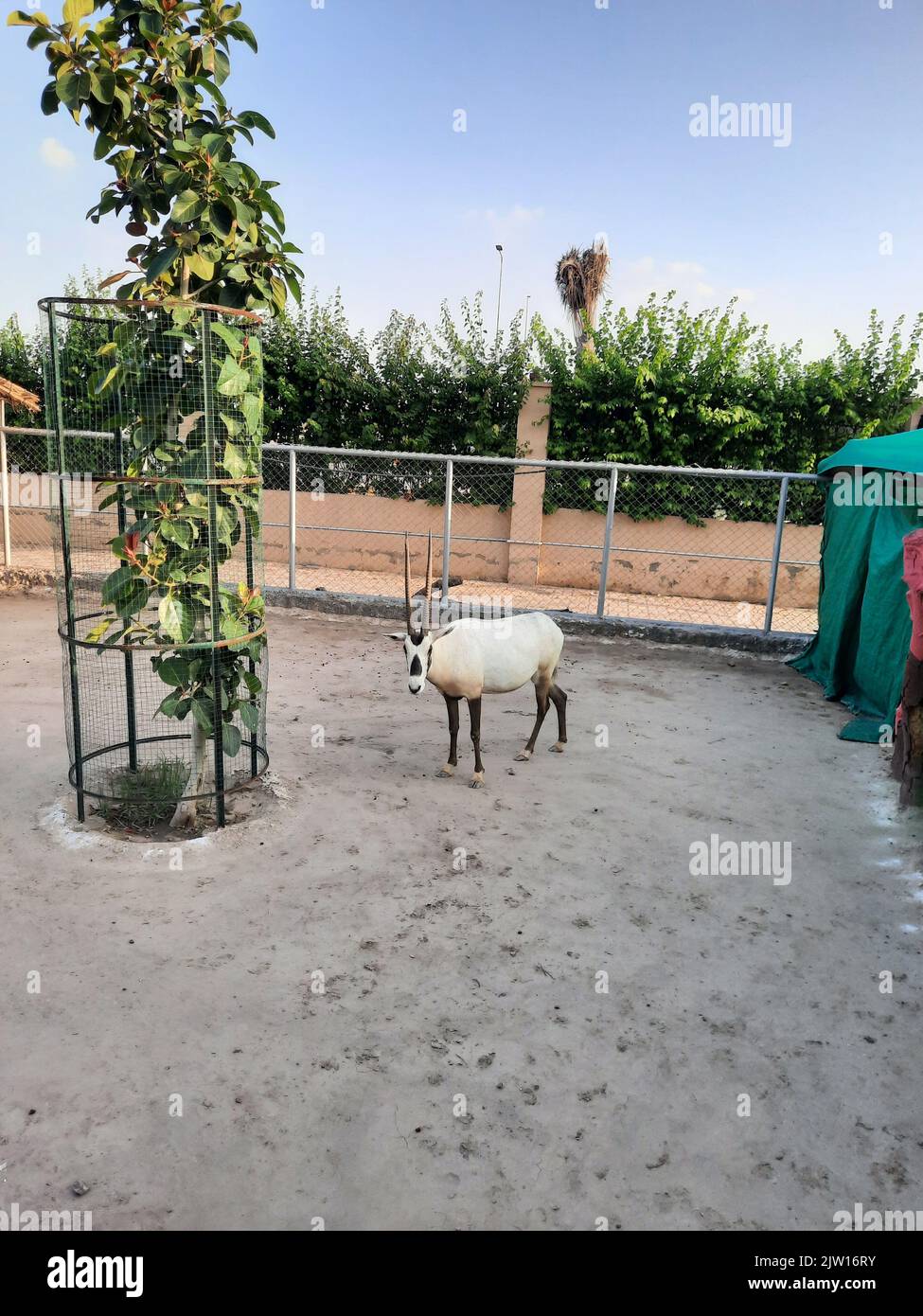 Cattle in the zoo hi-res stock photography and images - Alamy