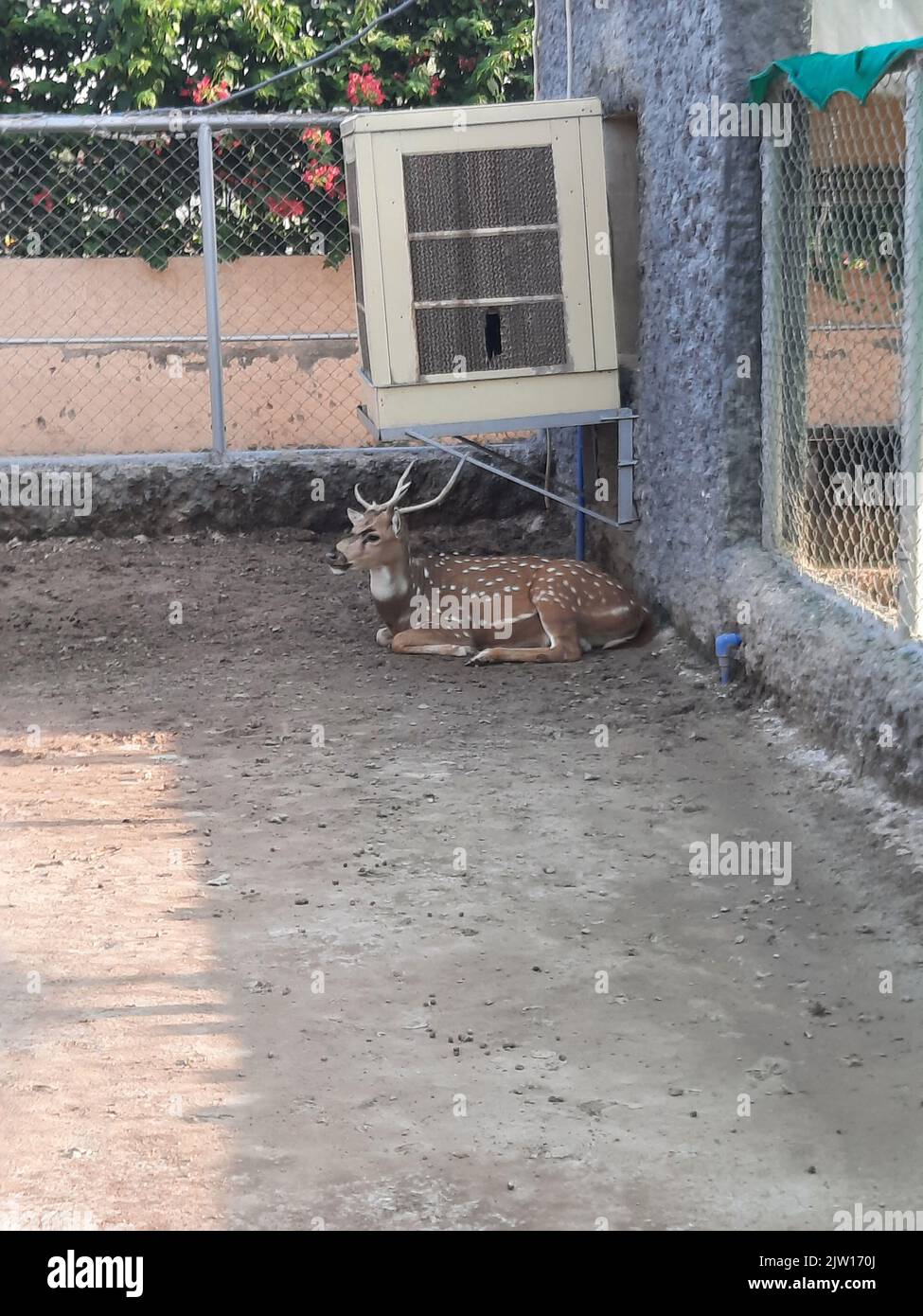 Zoo background hi-res stock photography and images - Alamy