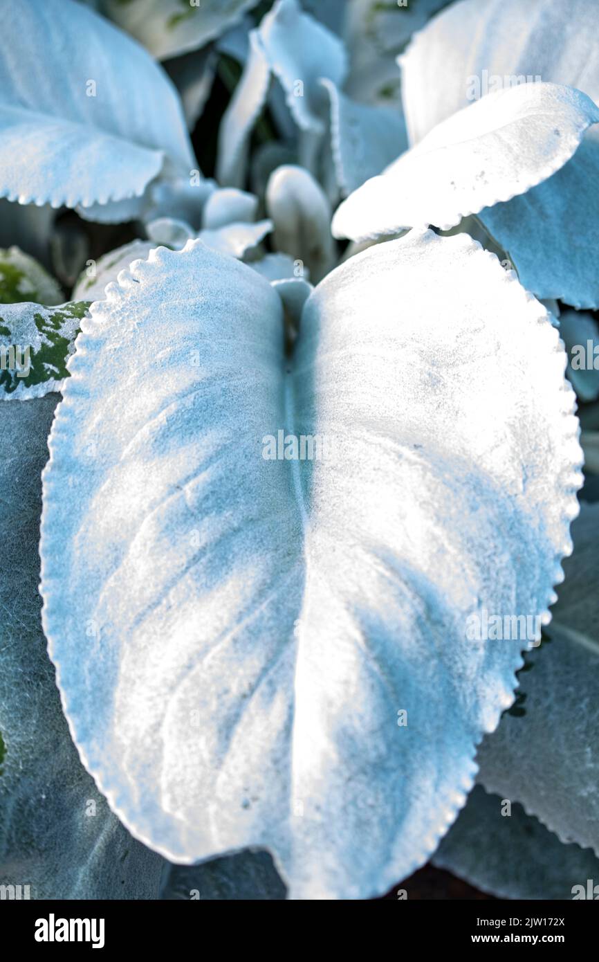 Calming Senecio candidans Angel Wings, Senecio candidans ‘Senaw’PBR ...