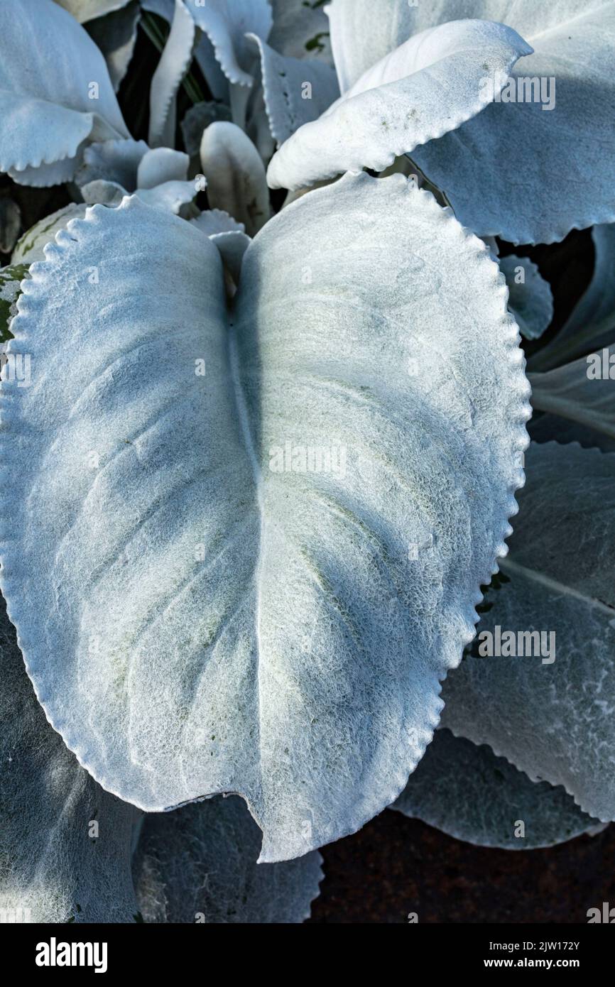 Calming Senecio candidans Angel Wings, Senecio candidans ‘Senaw’PBR ...