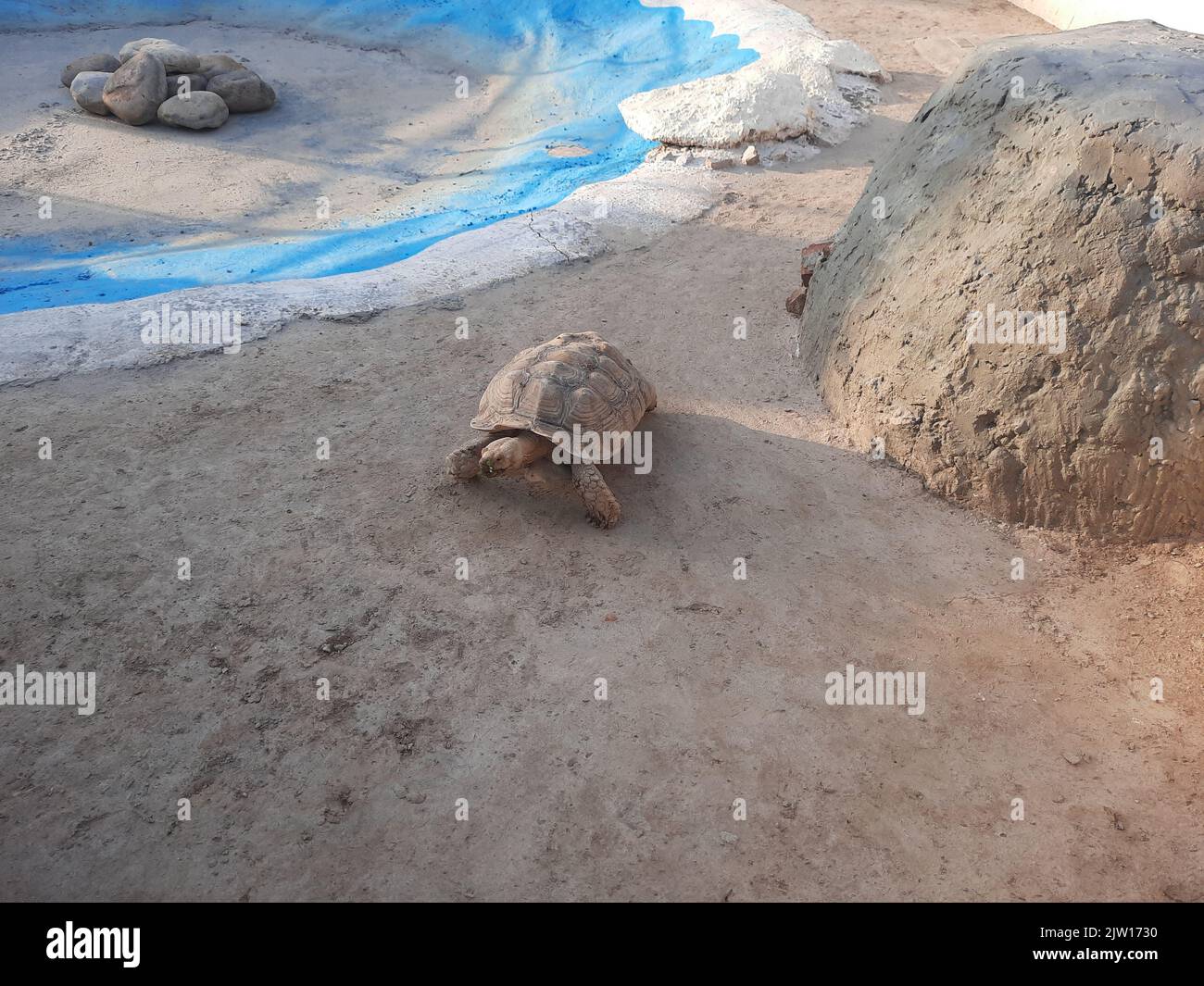 A giant tortoise in the zoo with water and sand Stock Photo - Alamy