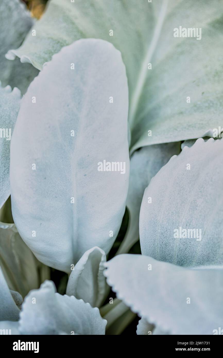 Senecio candidans Angel Wings, Senecio candidans ‘Senaw’PBR, Senecio ...