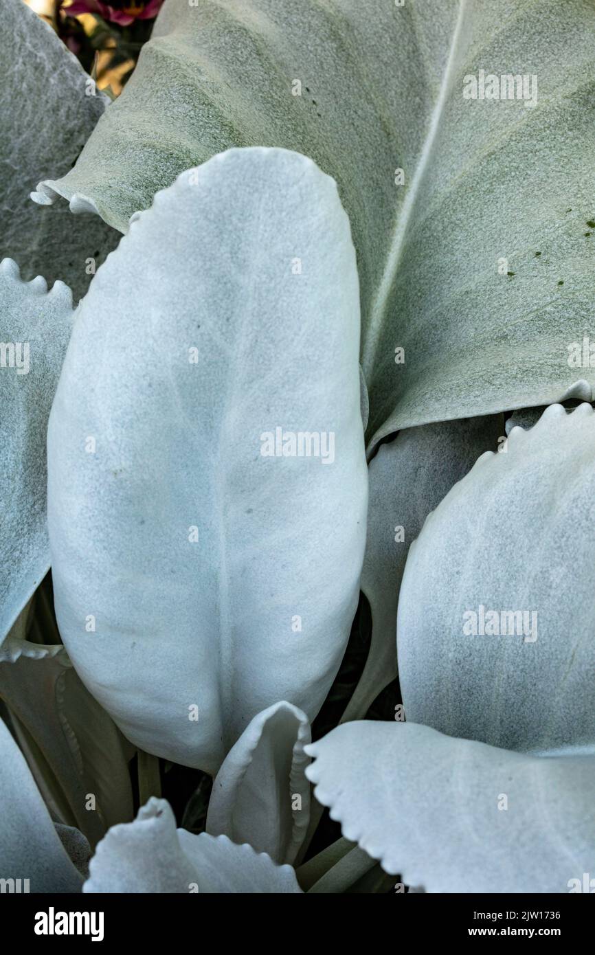 Senecio candidans Angel Wings, Senecio candidans ‘Senaw’PBR, Senecio ...