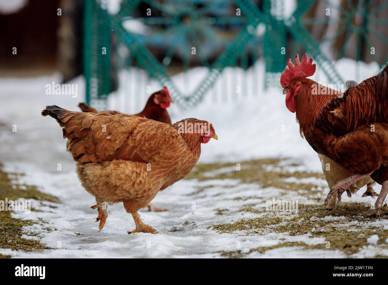 Chicken farm. Rural chicken farm stable with lots of chickens walking ...
