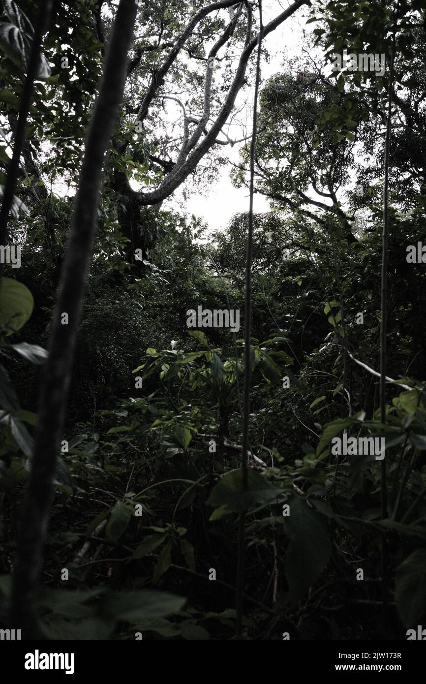Vertical shot of beautiful rainforest landscape, tall green trees and ...