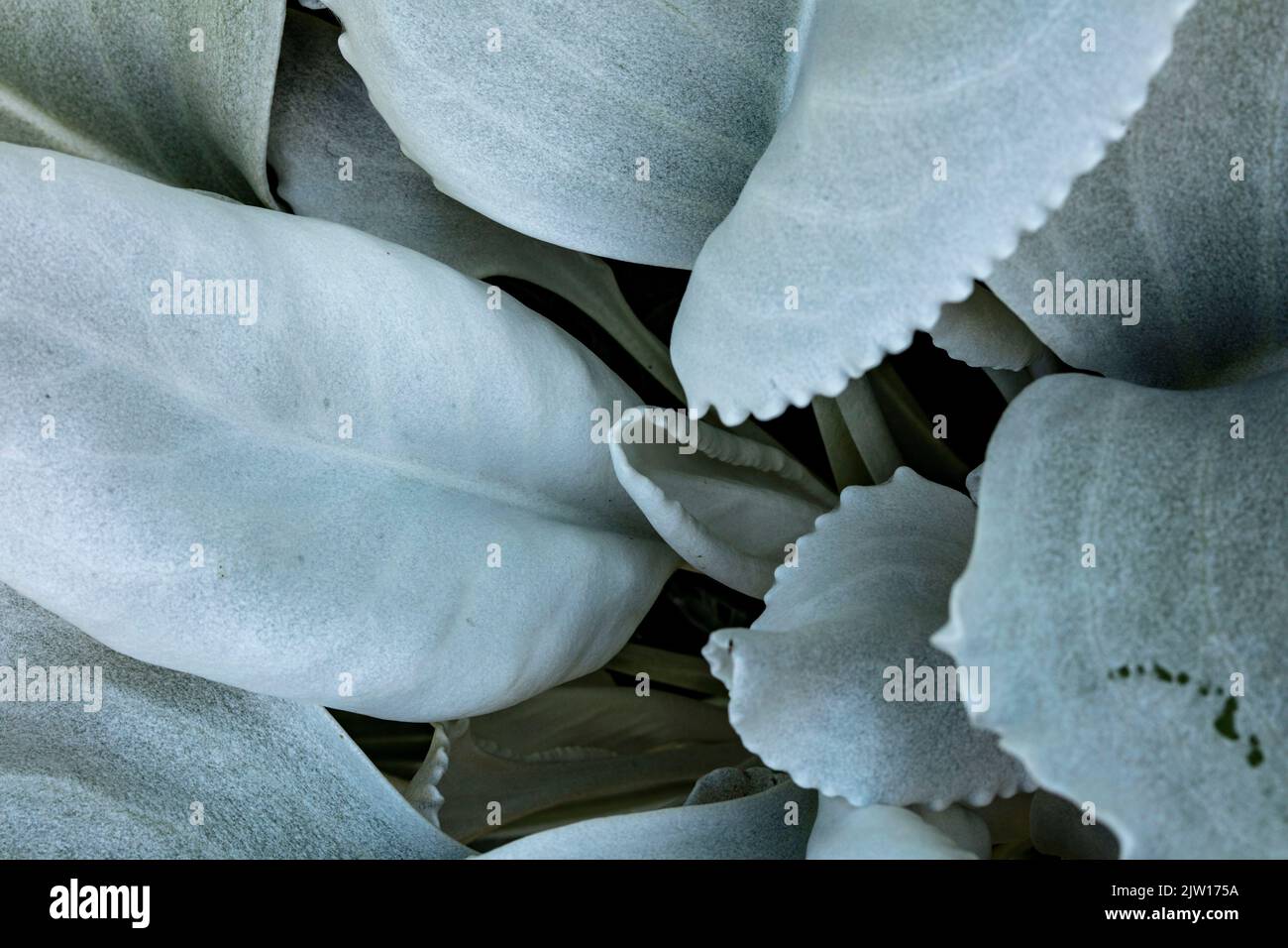 Close up Senecio candidans Angel Wings, Senecio candidans ‘Senaw’PBR ...