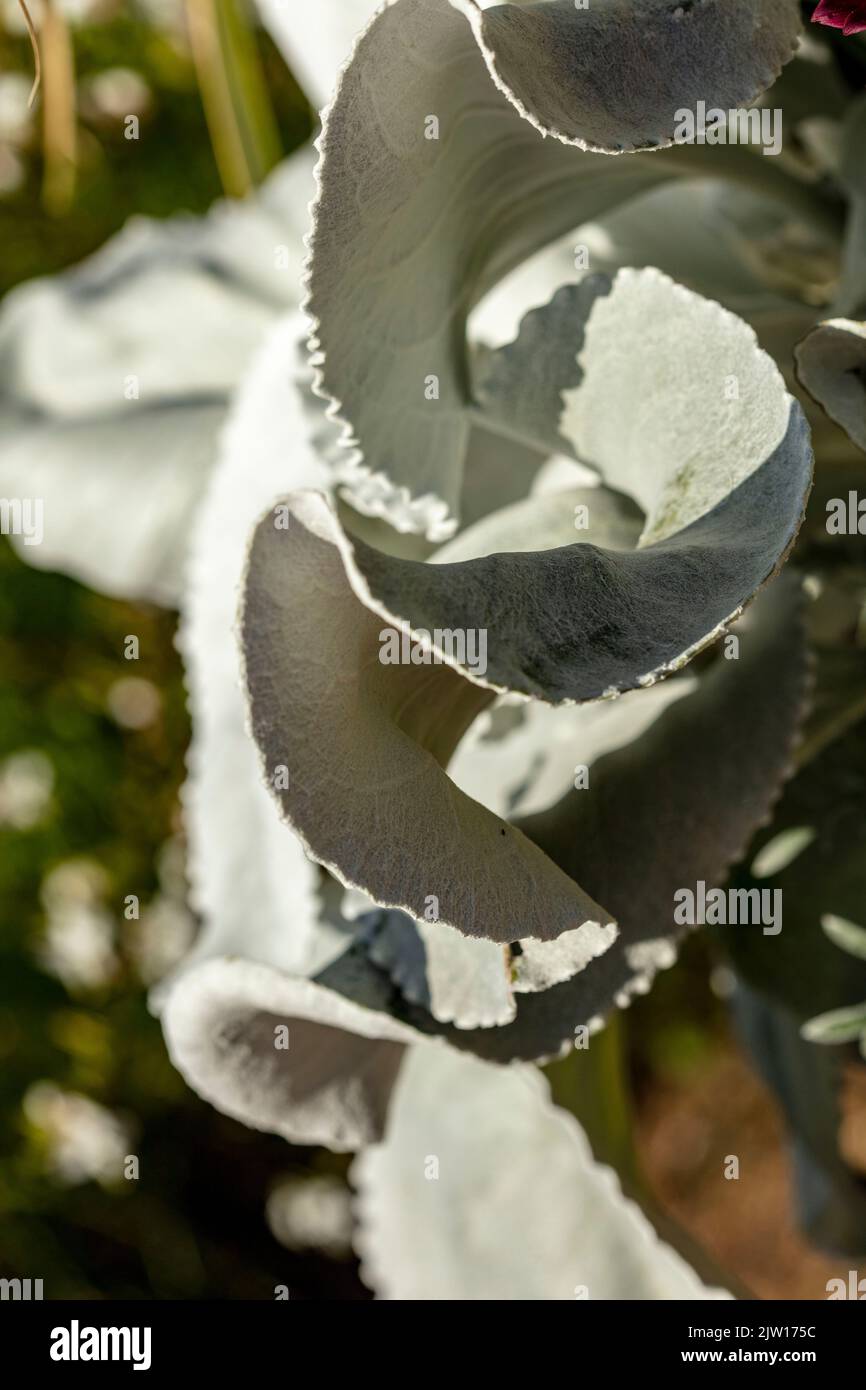 Close up Senecio candidans Angel Wings, Senecio candidans ‘Senaw’PBR ...