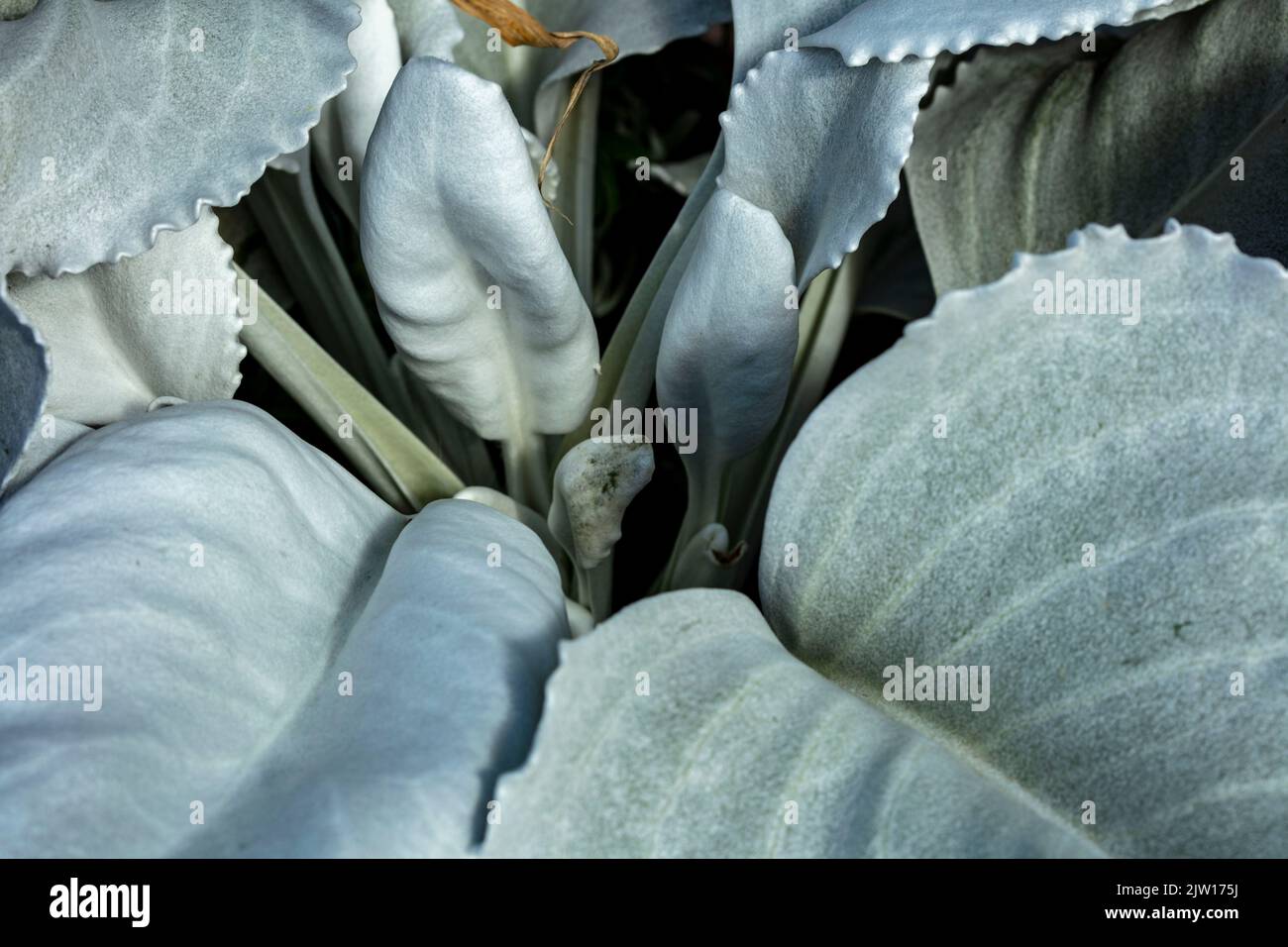 Close up Senecio candidans Angel Wings, Senecio candidans ‘Senaw’PBR ...