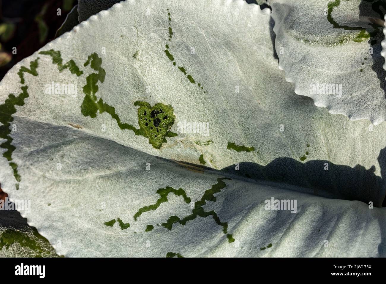 Close up Senecio candidans Angel Wings, Senecio candidans ‘Senaw’PBR ...