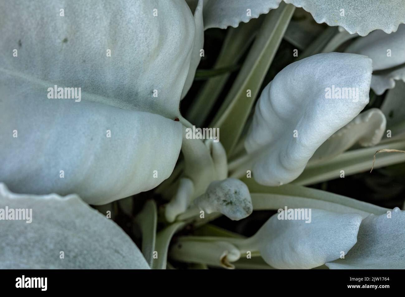 Close up Senecio candidans Angel Wings, Senecio candidans ‘Senaw’PBR ...