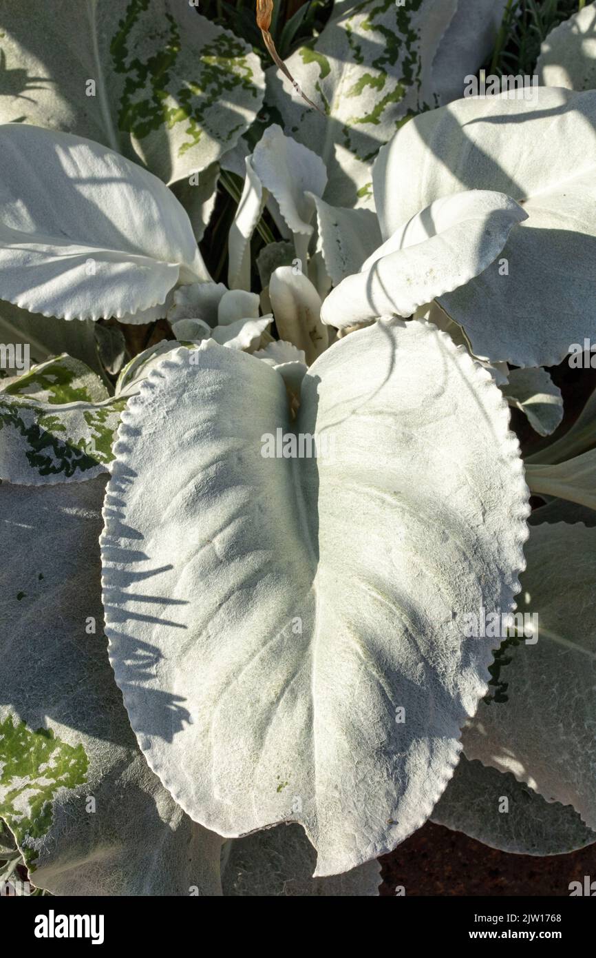 Close up Senecio candidans Angel Wings, Senecio candidans ‘Senaw’PBR ...