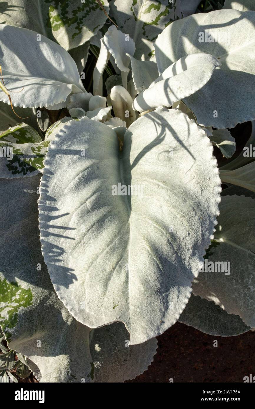Senecio candicans angel wings hi-res stock photography and images - Alamy