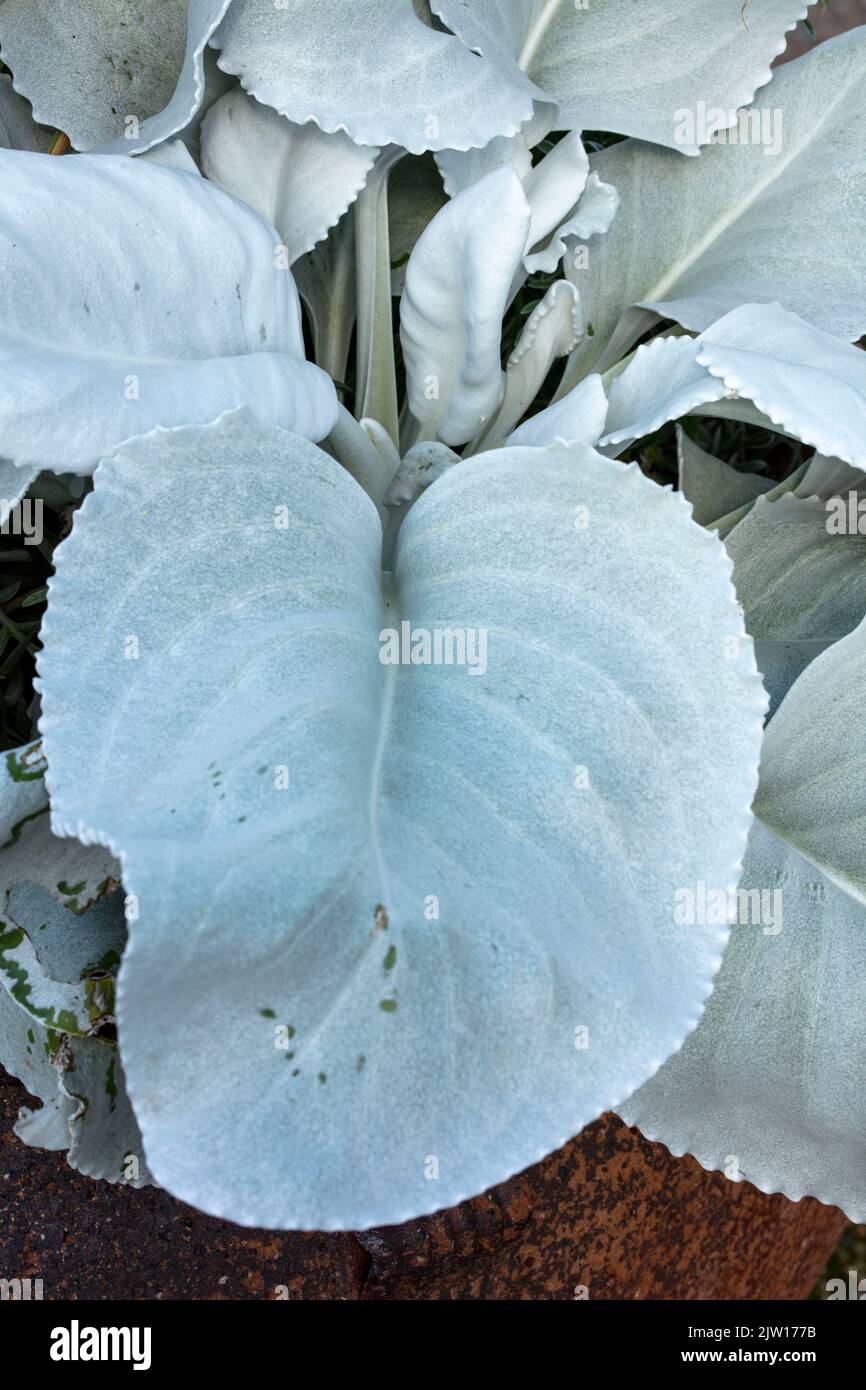 Close up Senecio candidans Angel Wings, Senecio candidans ‘Senaw’PBR ...
