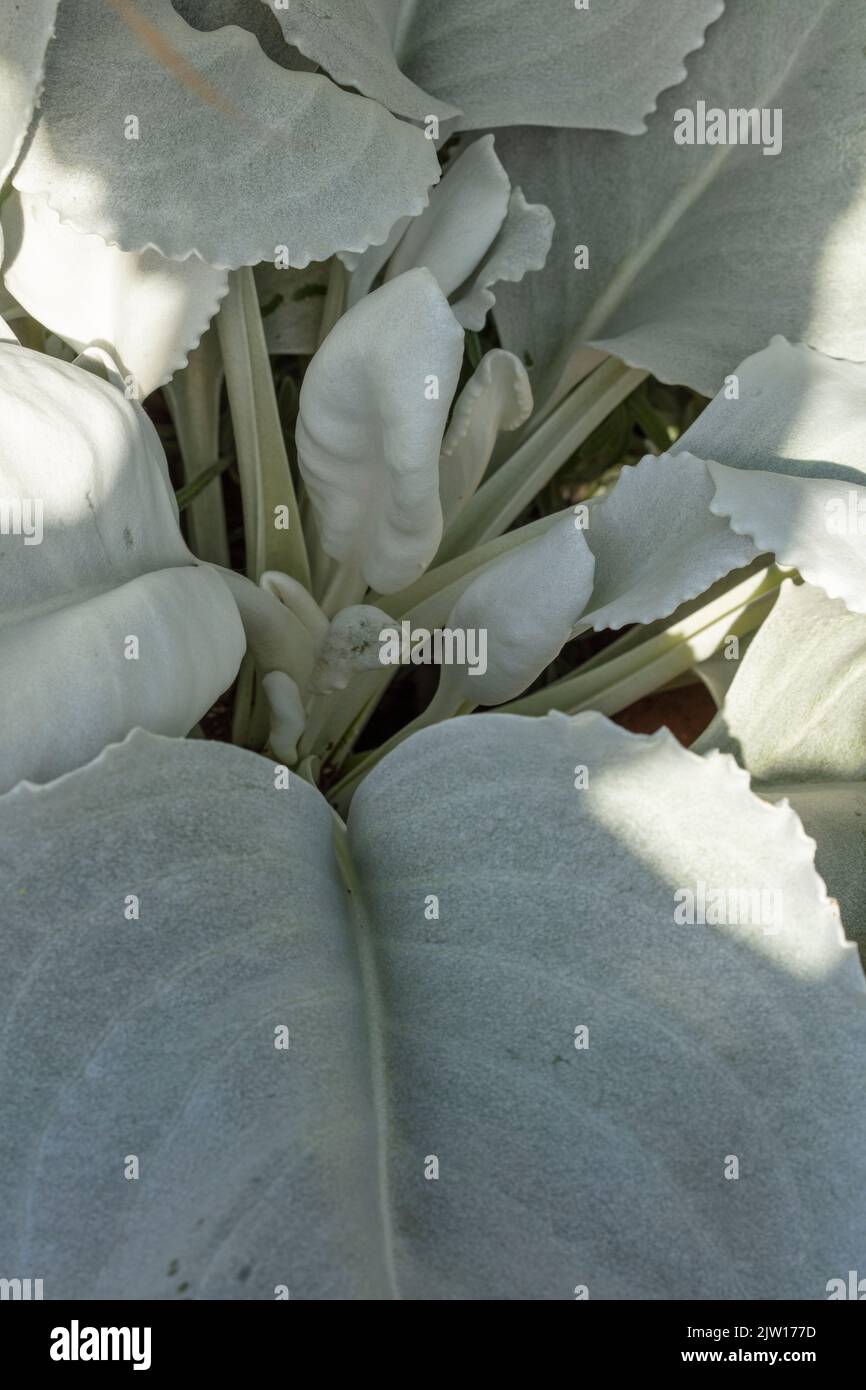 Close up Senecio candidans Angel Wings, Senecio candidans ‘Senaw’PBR ...