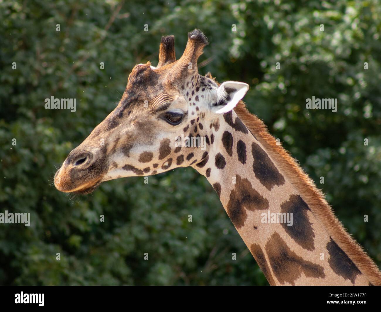 Giraffe laughing hi-res stock photography and images - Alamy