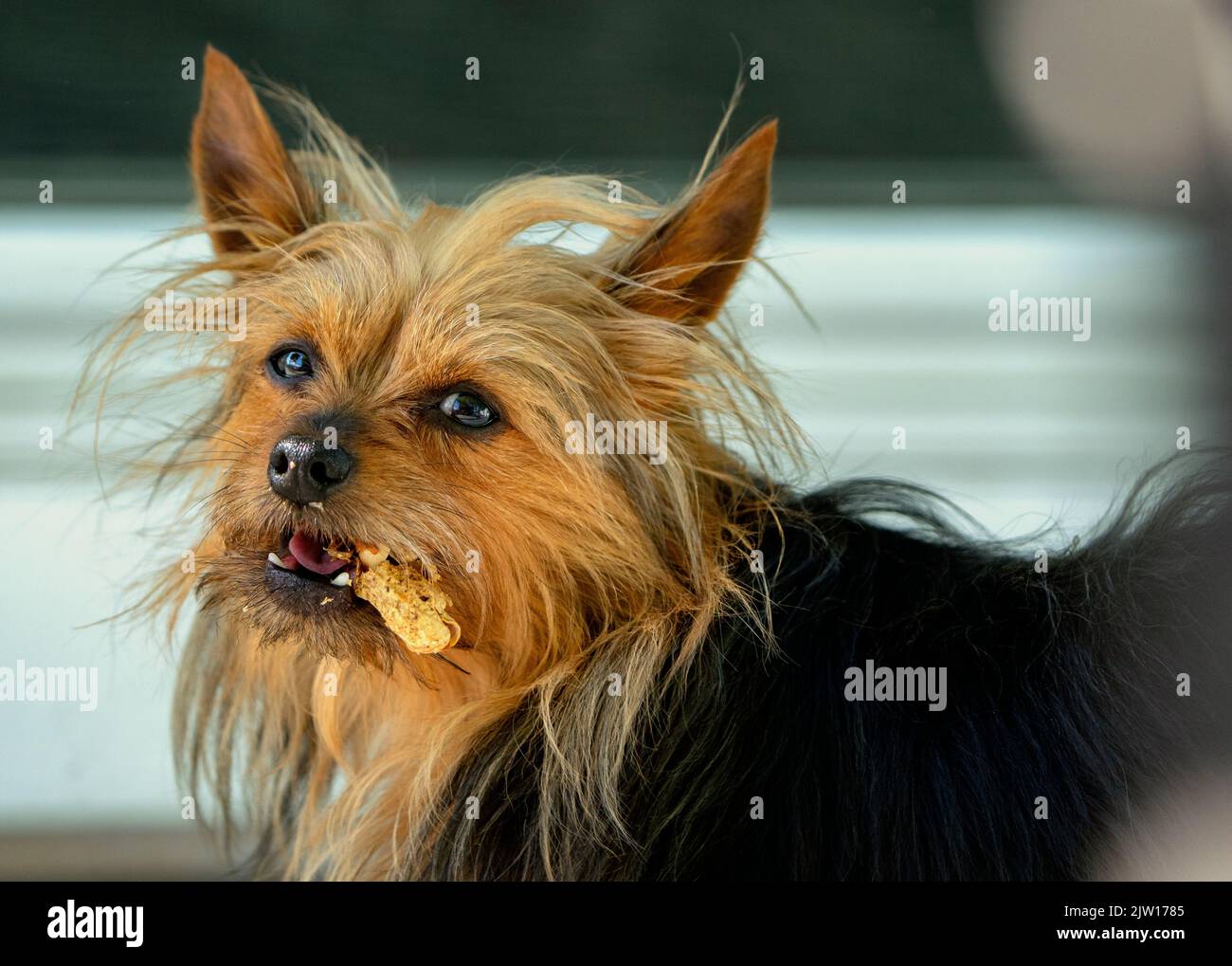 A portrait of a Yorkshire Terrier eating a snack Stock Photo - Alamy