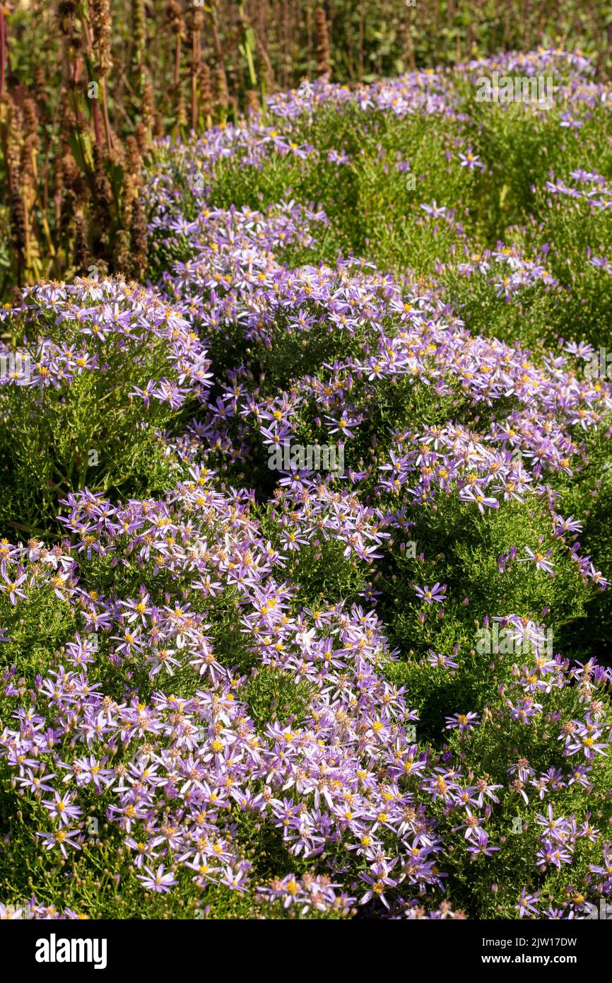 Galatella sedifolia ‘Nana’, Aster sedifolius ‘Nanus’, close-up natural ...