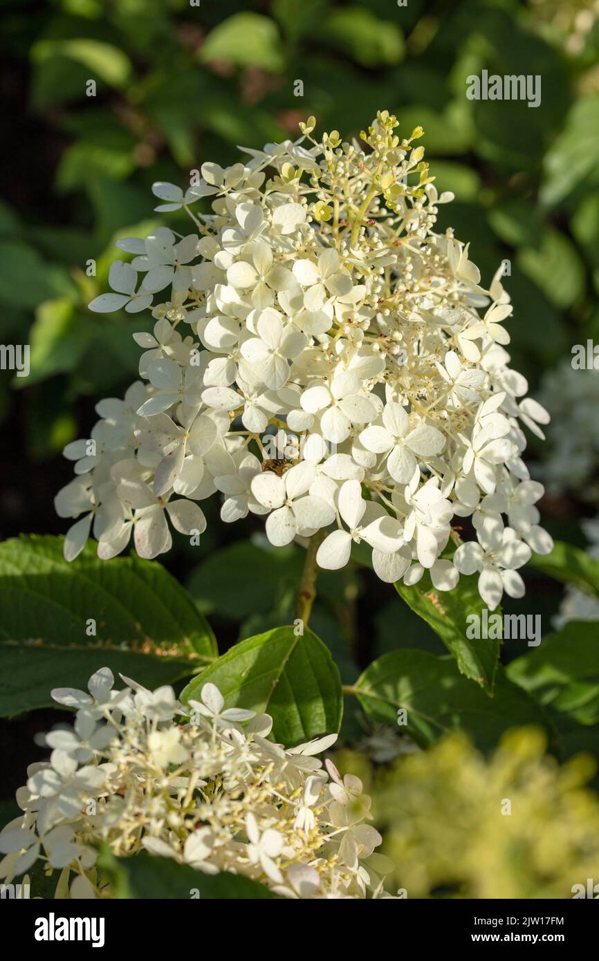 Hydrangea Paniculata ‘Phantom', natural close-up plant / flower ...