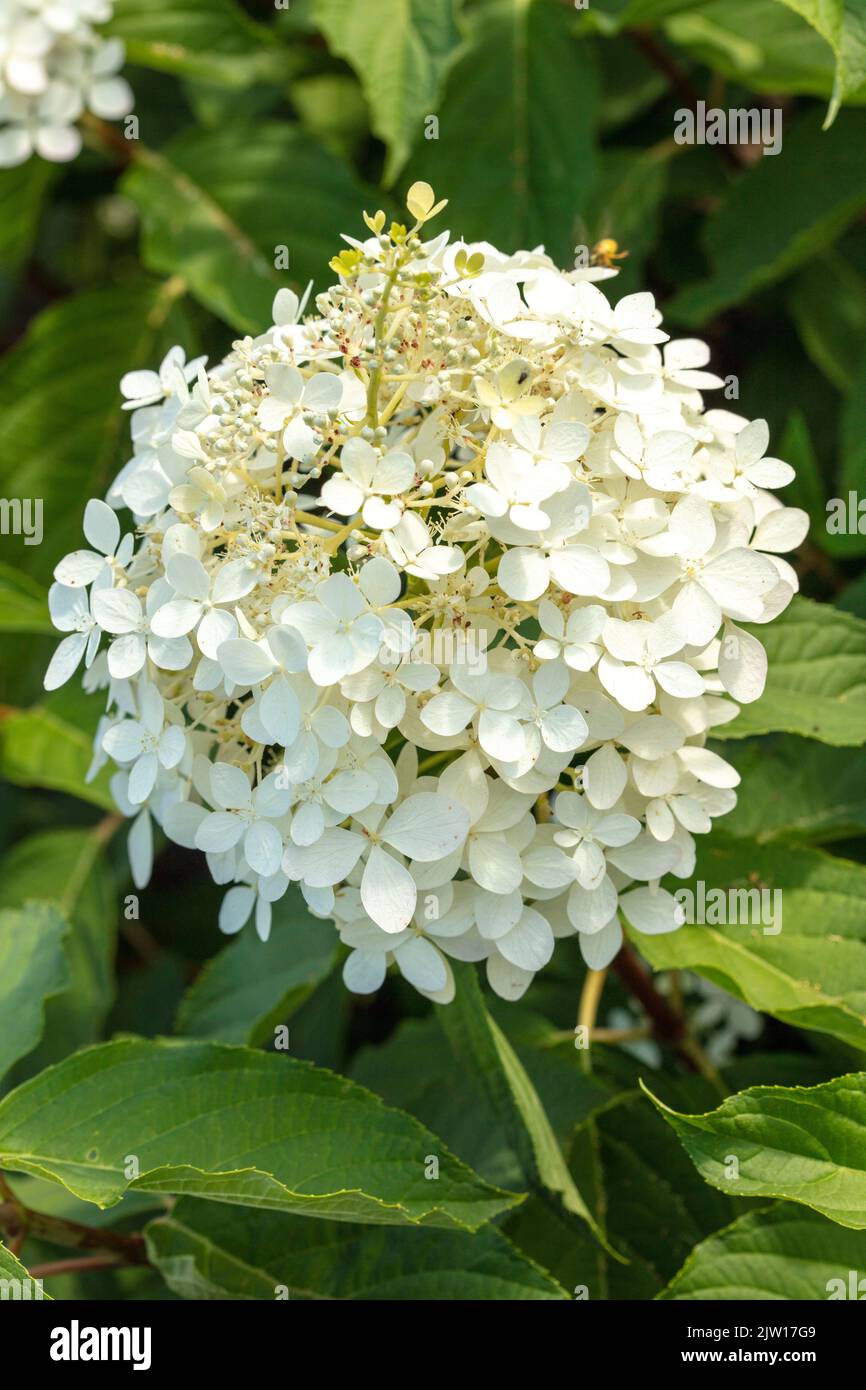 Hydrangea Paniculata ‘Phantom', natural close-up plant / flower ...