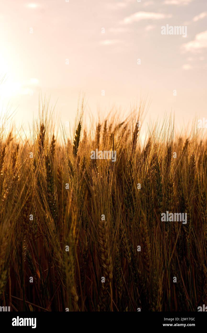 Beautiful golden wheat spikes hi-res stock photography and images - Alamy