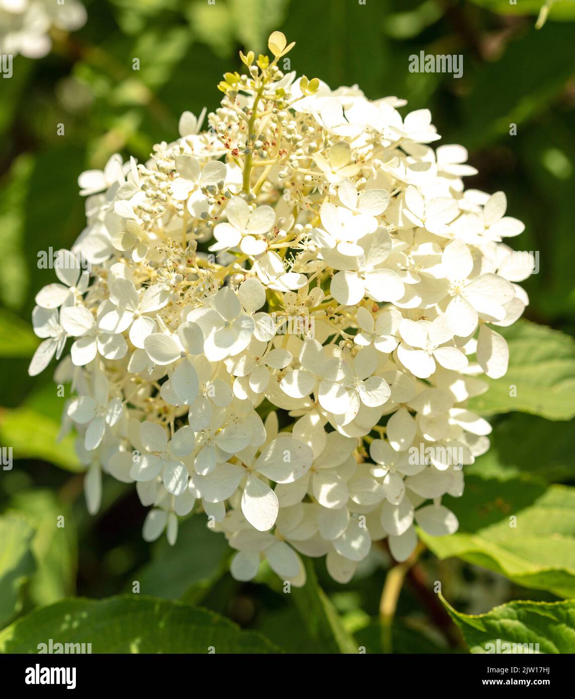 Hydrangea Paniculata ‘Phantom', natural close-up plant / flower ...