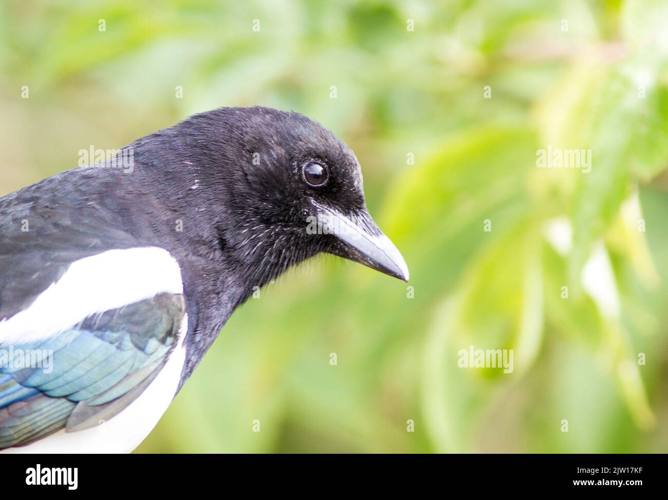 Wonderful eating birds hi-res stock photography and images - Alamy