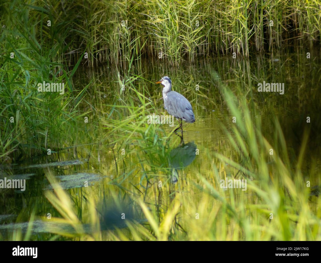 Pacific coast herons hi-res stock photography and images - Alamy