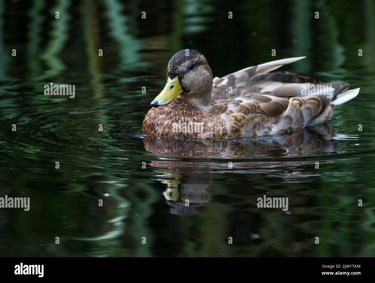 Wwt washington hi-res stock photography and images - Alamy