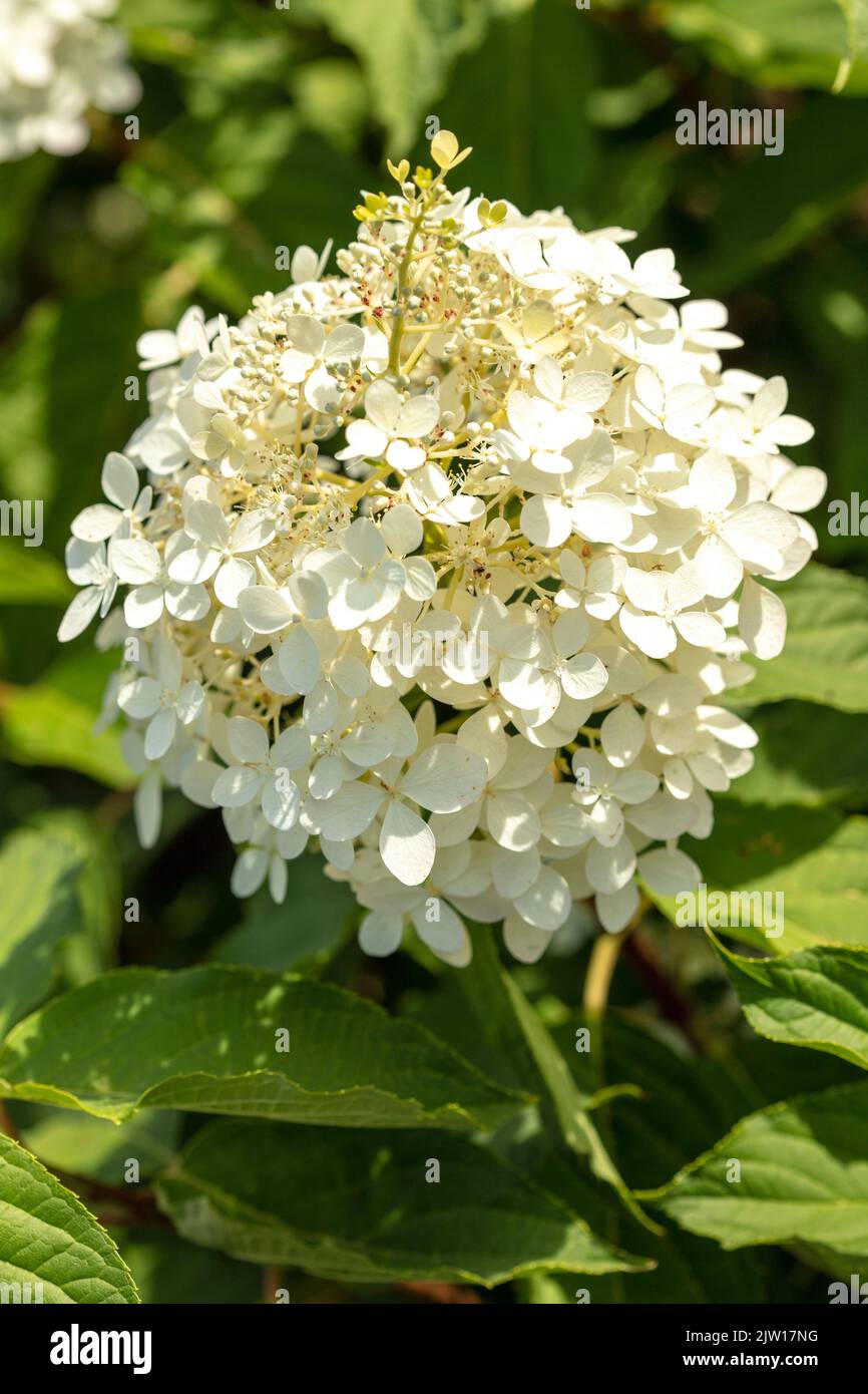 Hydrangea Paniculata ‘Phantom', natural close-up plant / flower ...