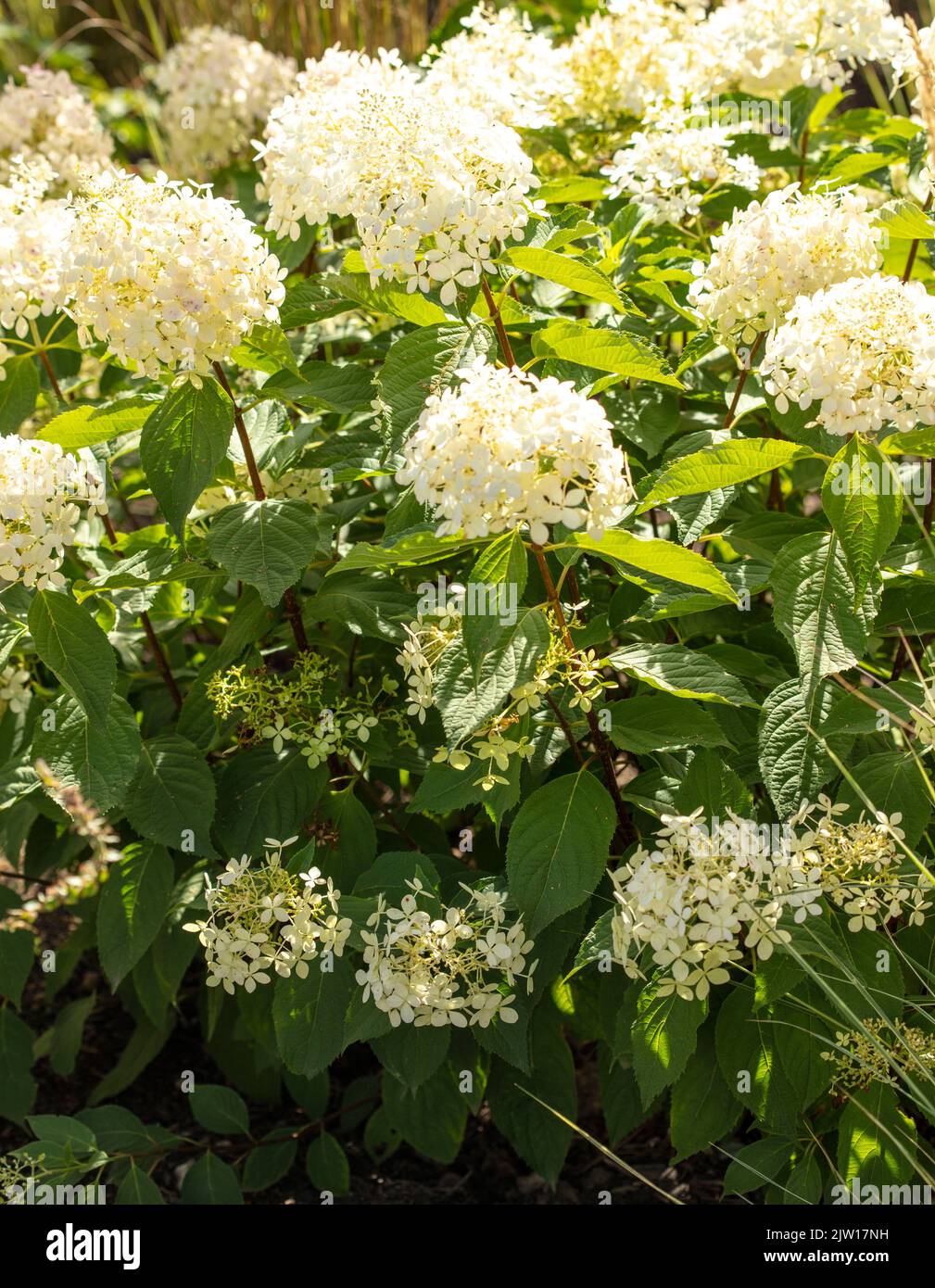 Hydrangea Paniculata ‘Phantom', natural close-up plant / flower ...