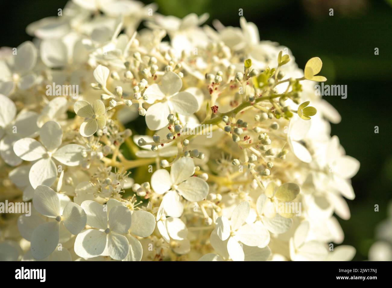 Hydrangea Paniculata ‘Phantom', natural close-up plant / flower ...