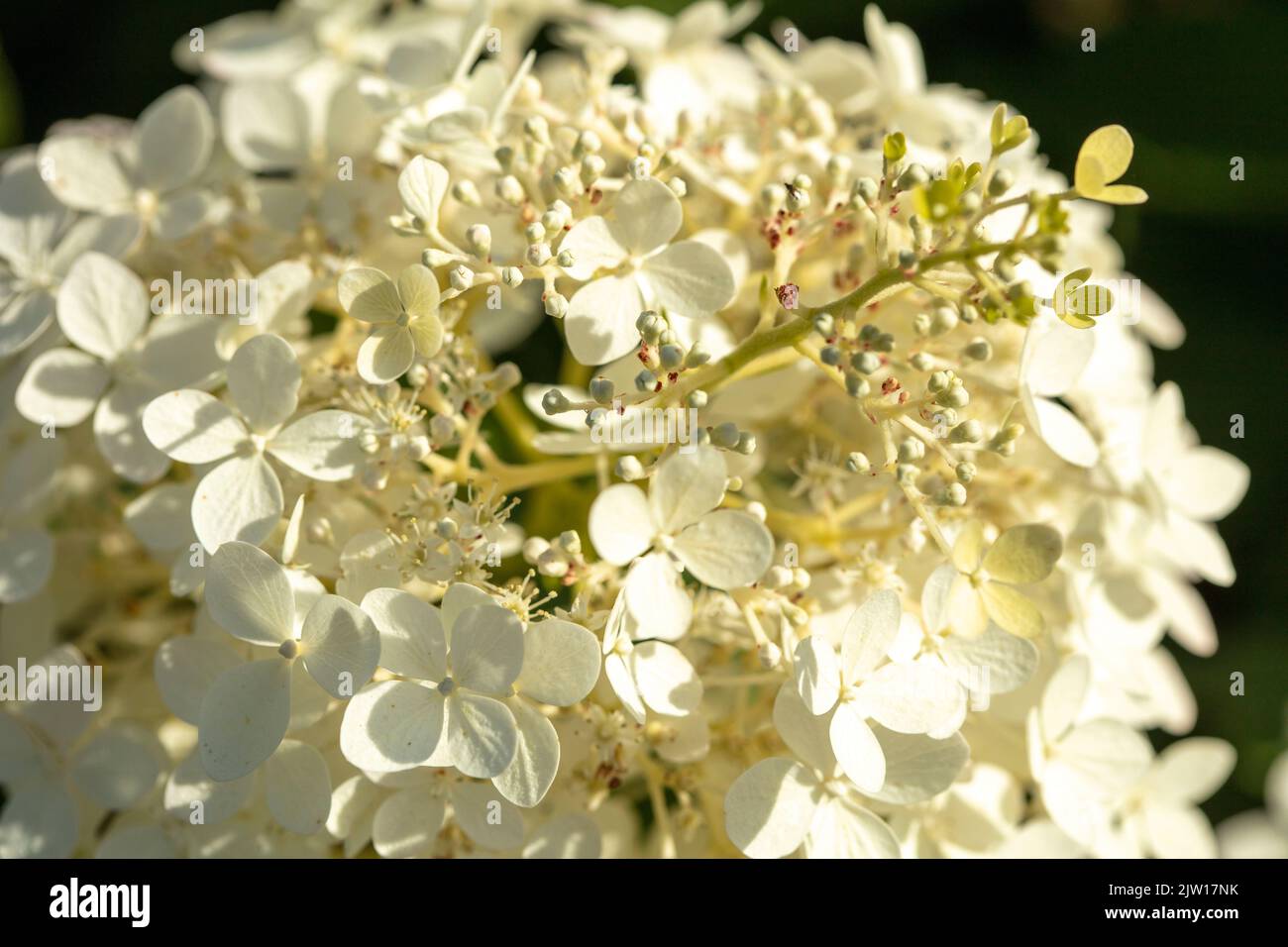 Hydrangea Paniculata ‘Phantom', natural close-up plant / flower ...