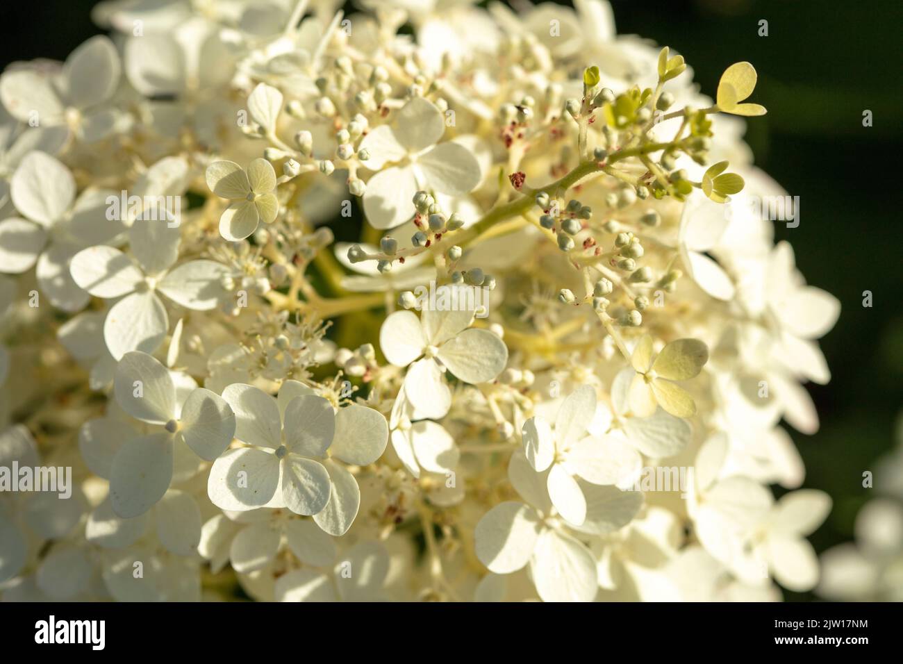 Hydrangea Paniculata ‘Phantom', natural close-up plant / flower ...