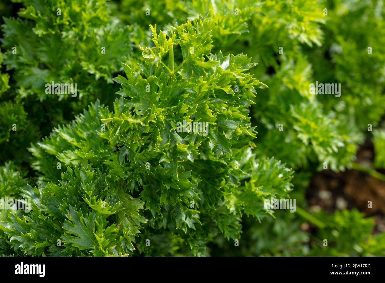 Garden vegetable portrait of Apium graveolens (Secalinum Group) ‘Par ...