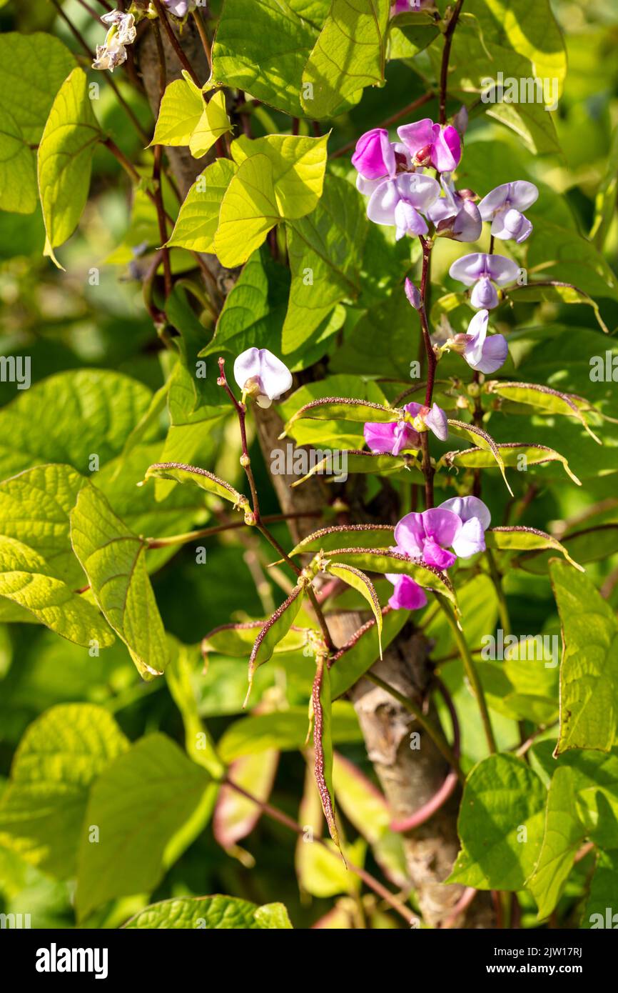 Close-up bean, flowers and beans of LabLab bean, Lablab purpureus Stock ...
