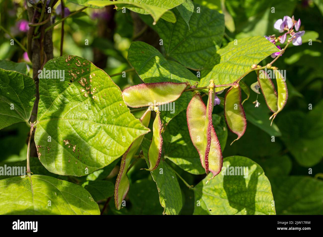 Close-up bean, flowers and beans of LabLab bean, Lablab purpureus Stock ...