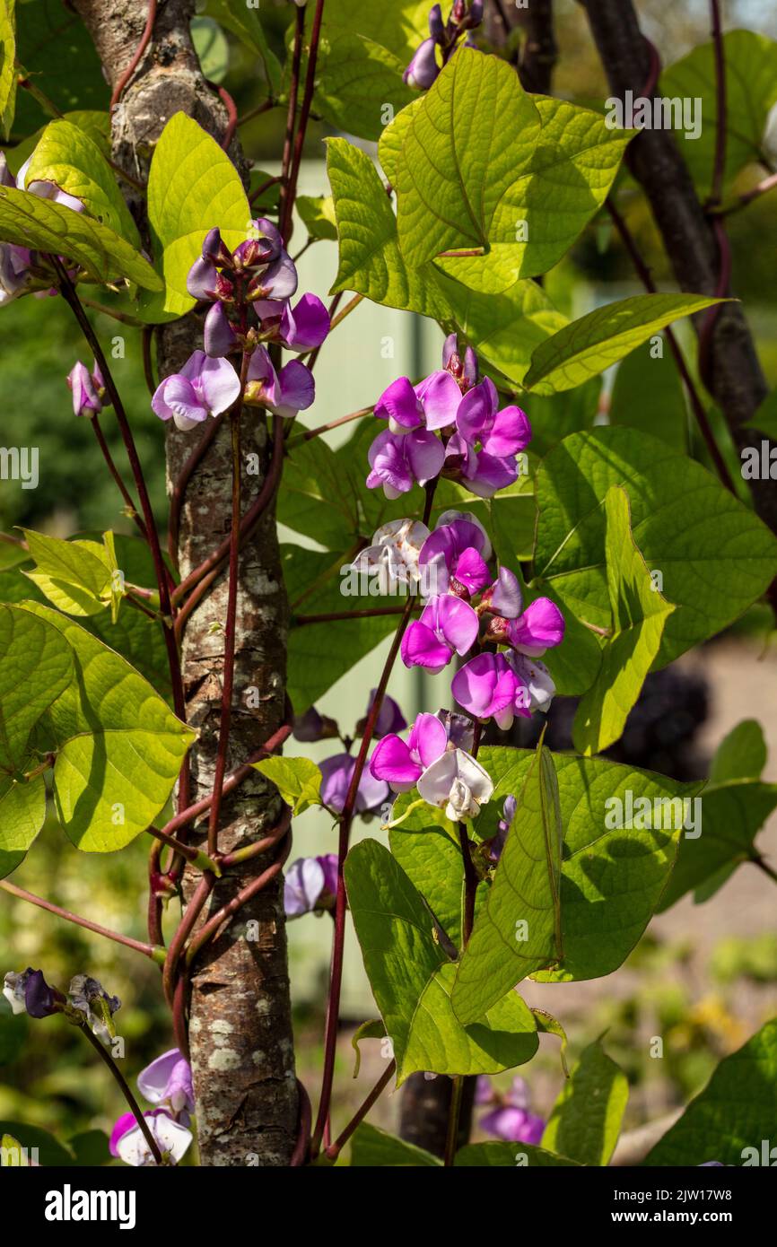 Close-up bean, flowers and beans of LabLab bean, Lablab purpureus Stock ...