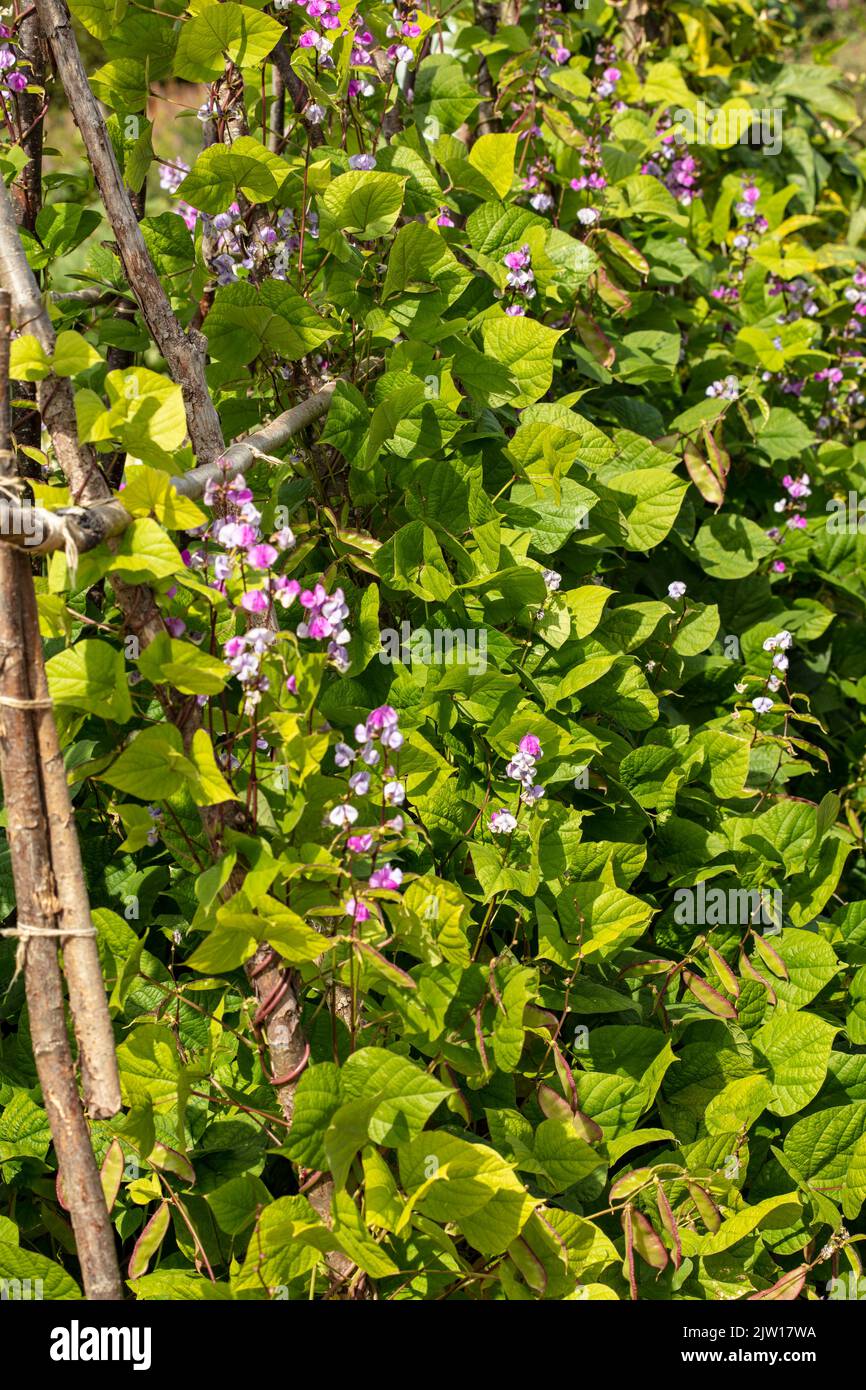 LabLab bean, Lablab purpureus, close up vegetable portrait Stock Photo ...