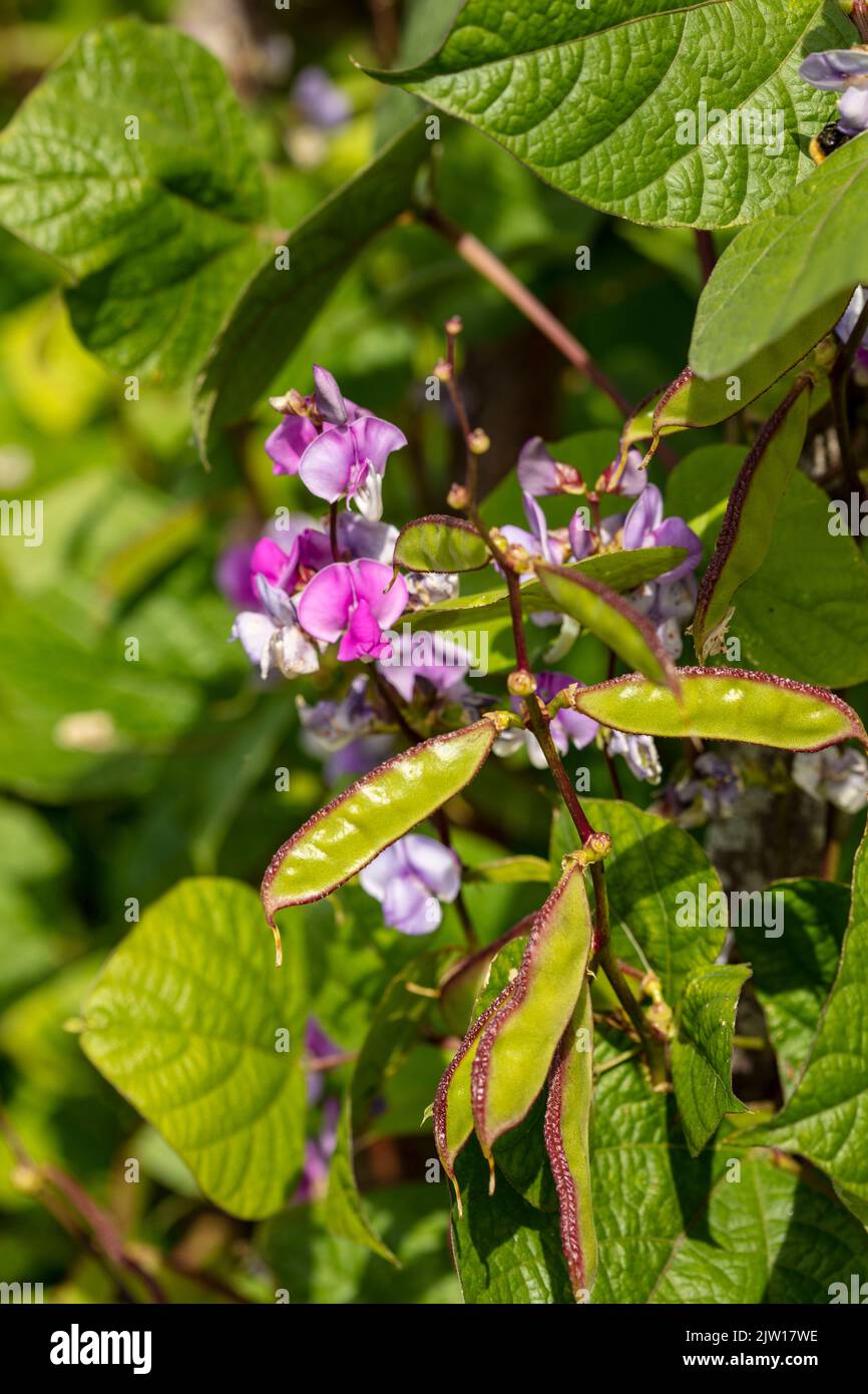 Bataw hi-res stock photography and images - Alamy