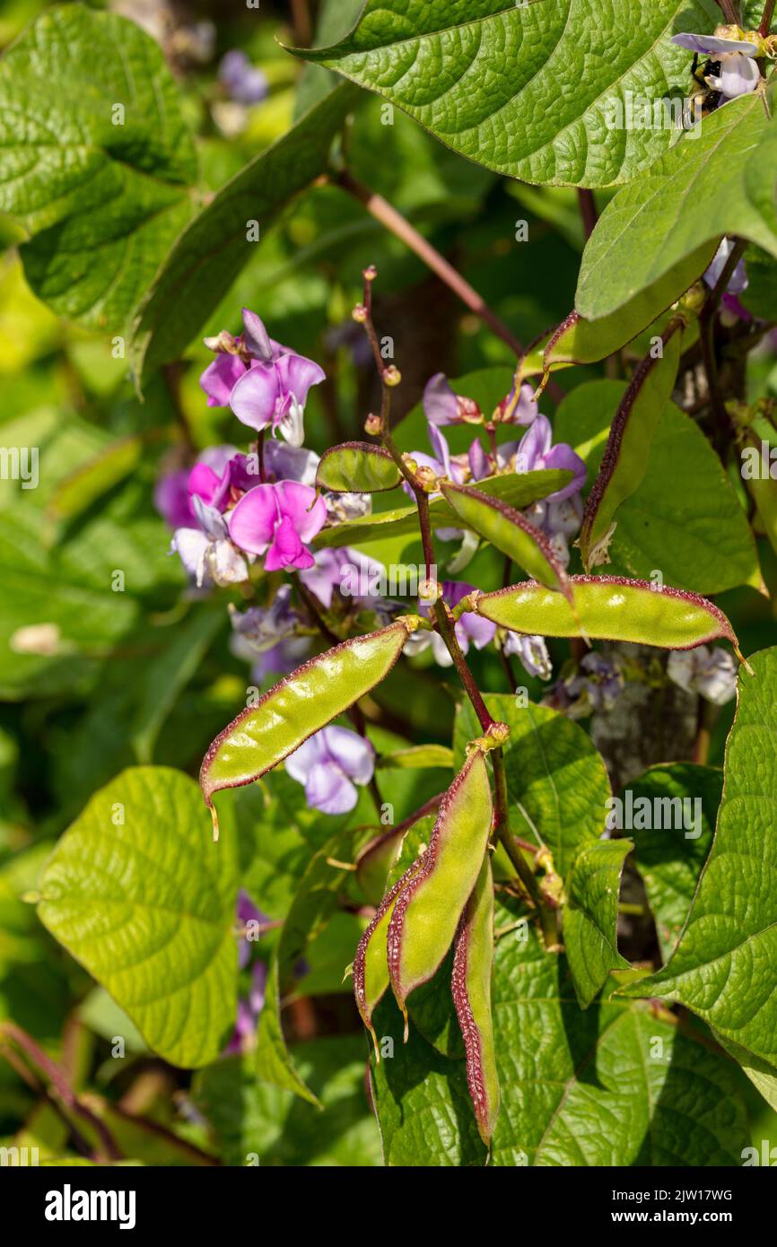 LabLab bean, Lablab purpureus, close up vegetable portrait Stock Photo ...