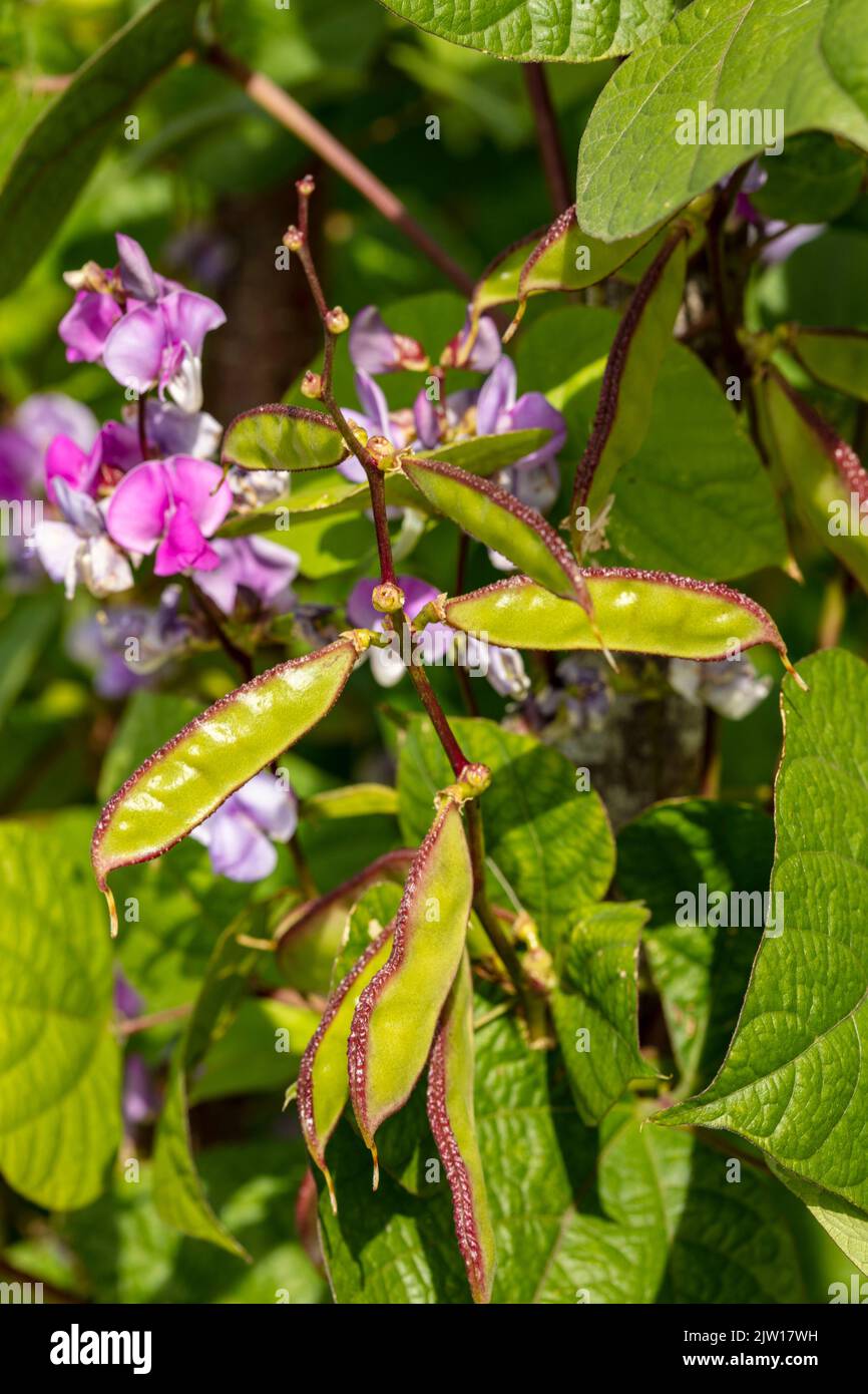 LabLab bean, Lablab purpureus, close up vegetable portrait Stock Photo ...