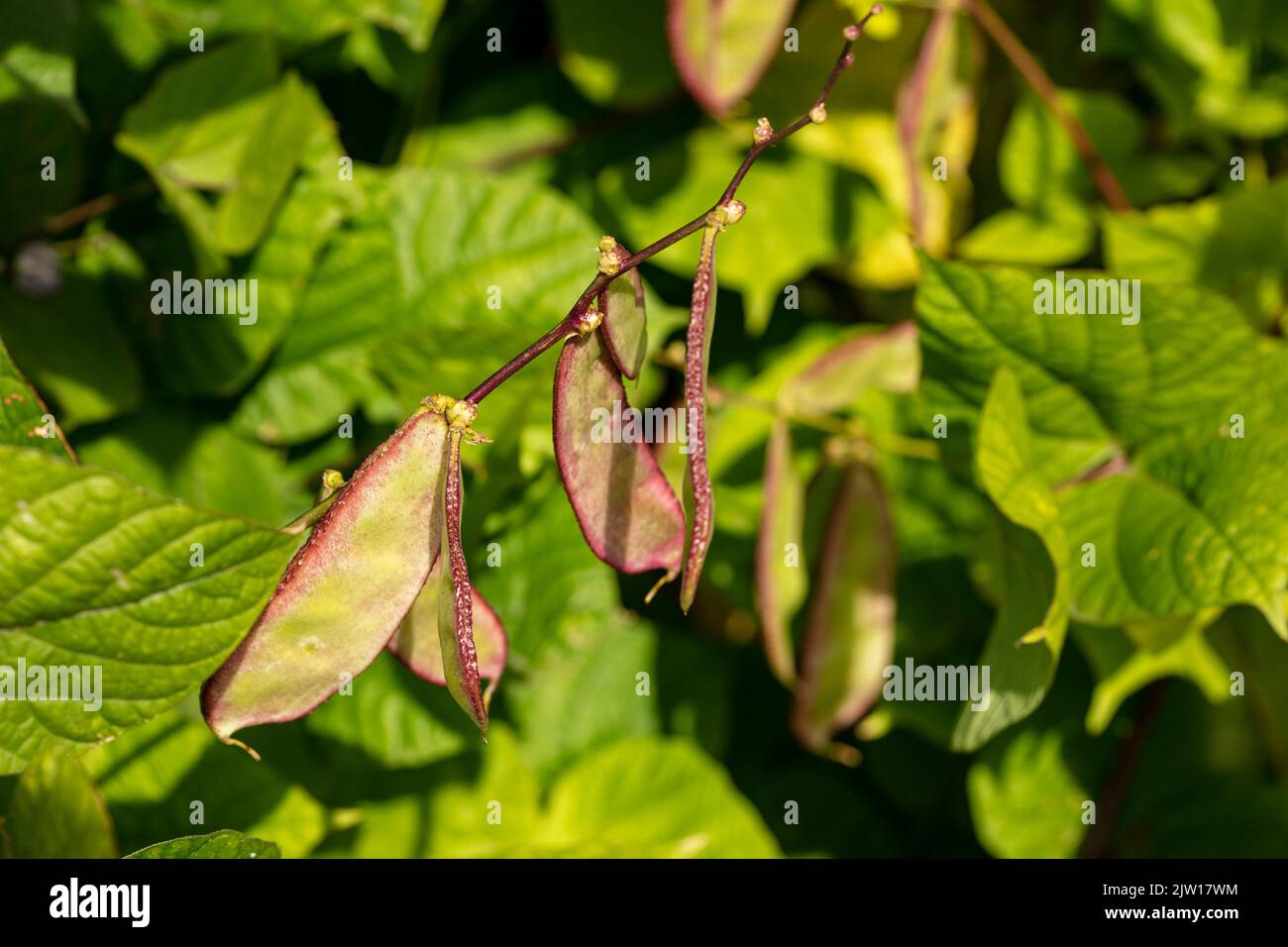 LabLab bean, Lablab purpureus, close up vegetable portrait Stock Photo ...