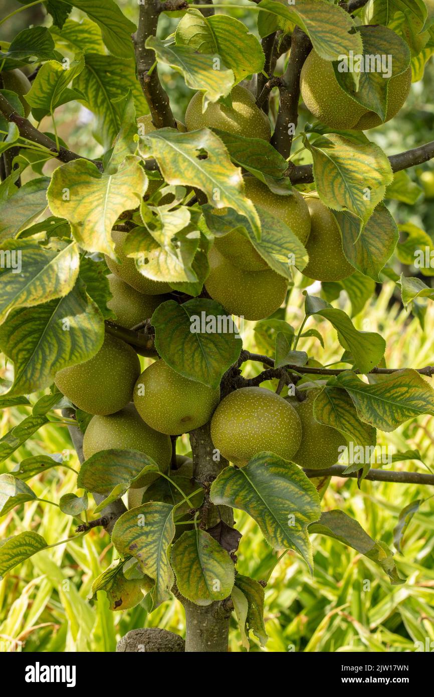 Asian pear kosui hi-res stock photography and images - Alamy