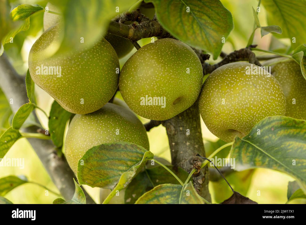 Delicious Asian Pear ‘Kosui’, close up natural environmental fruit ...
