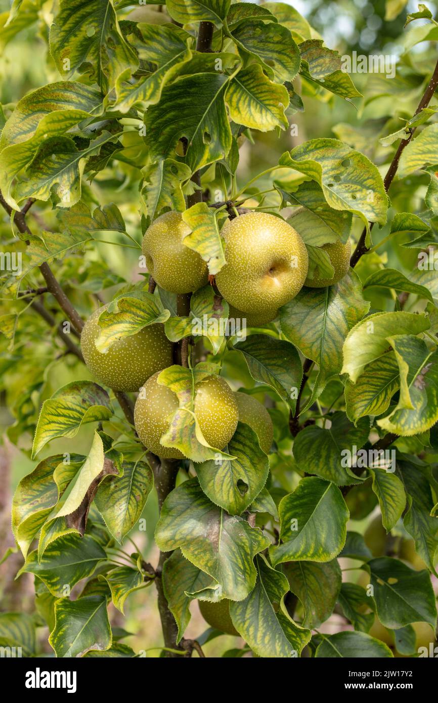 Delicious Asian Pear ‘Kosui’, close up natural environmental fruit ...