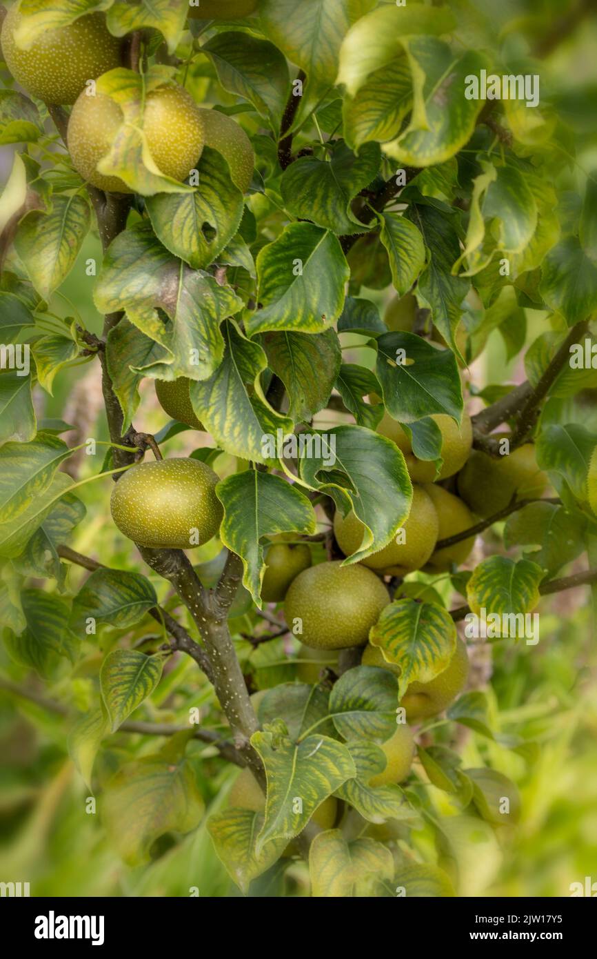 Asian pear kosui hi-res stock photography and images - Alamy