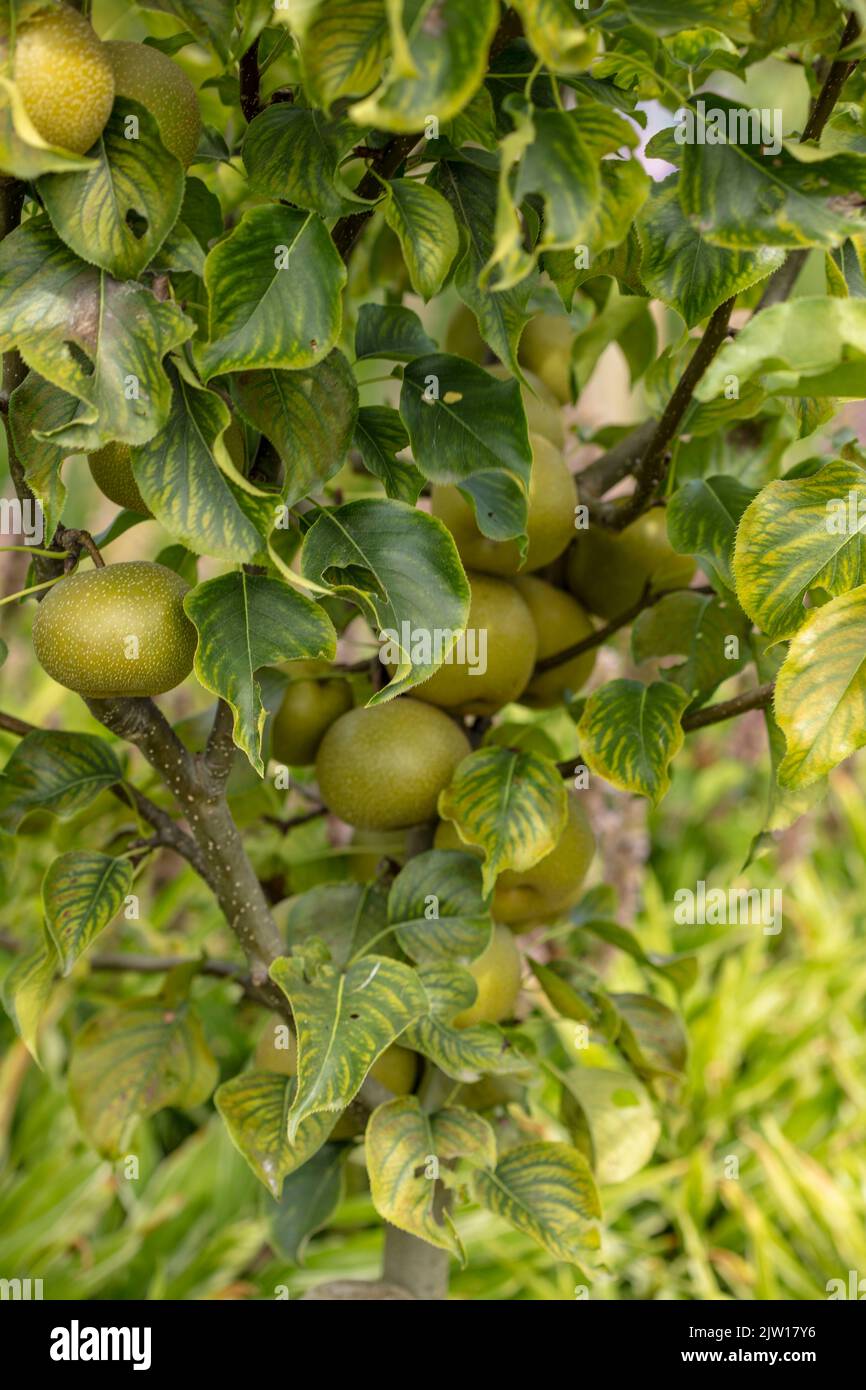 Close up delectable Asian Pear ‘Kosui’ Stock Photo - Alamy